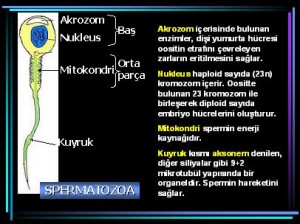 Prof. Dr. Kaan Aydos » SPERMATOZOA